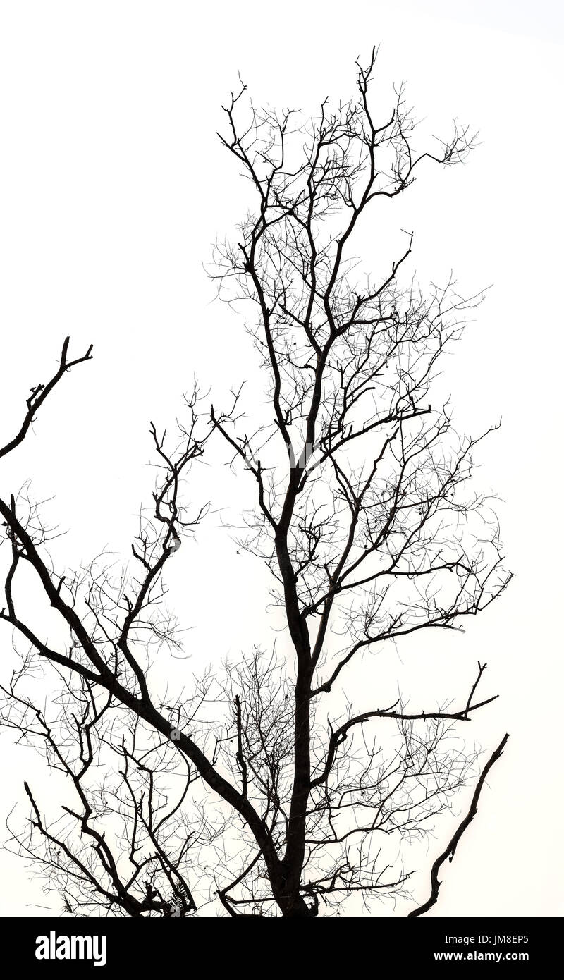 Dead branches isolated on white background with copy space Stock Photo ...