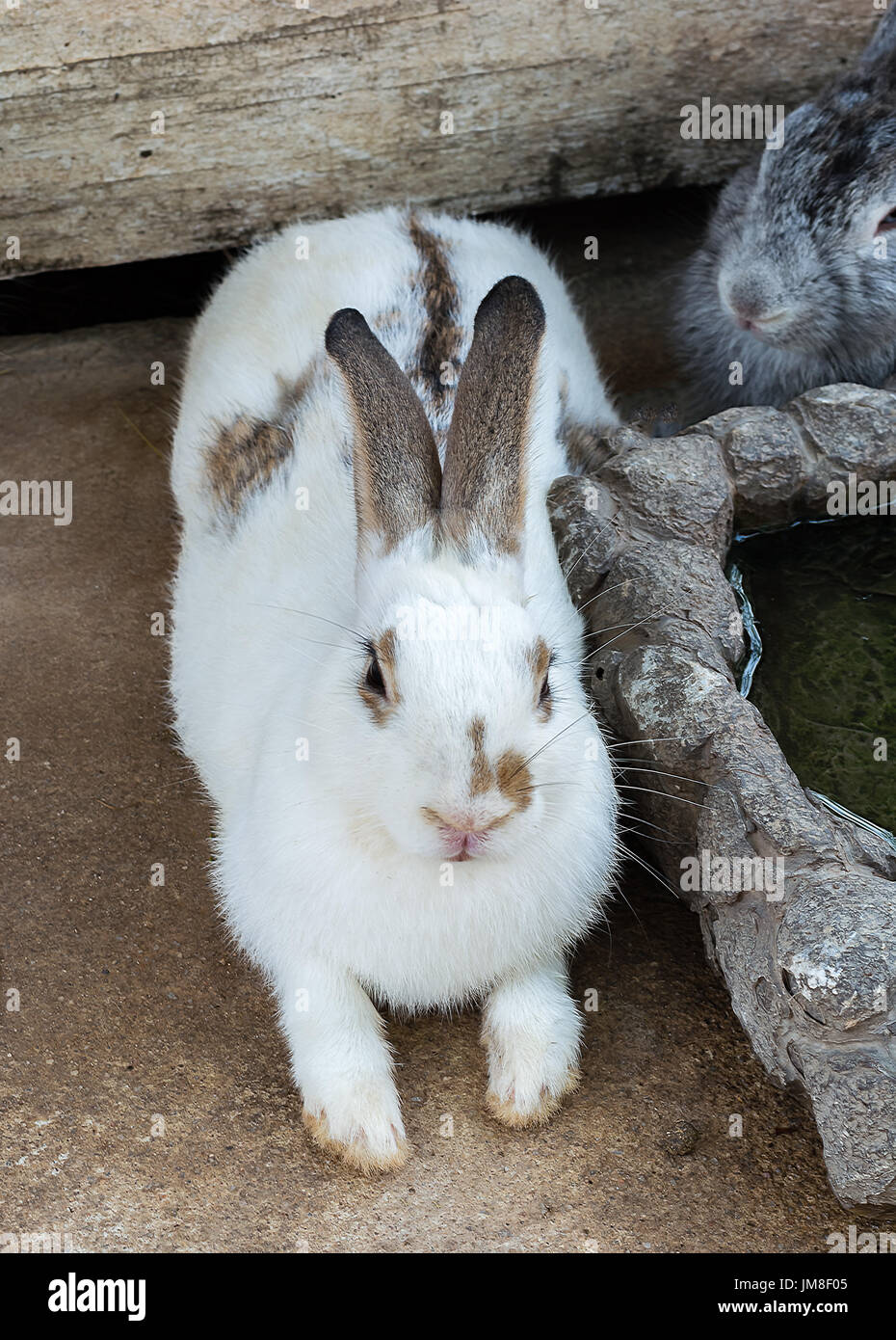 Cute white rabbit sitting and looking forward Stock Photo - Alamy