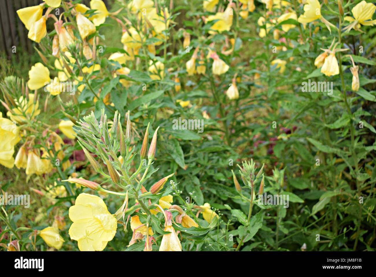 Wildflowers of scotland hi-res stock photography and images - Alamy