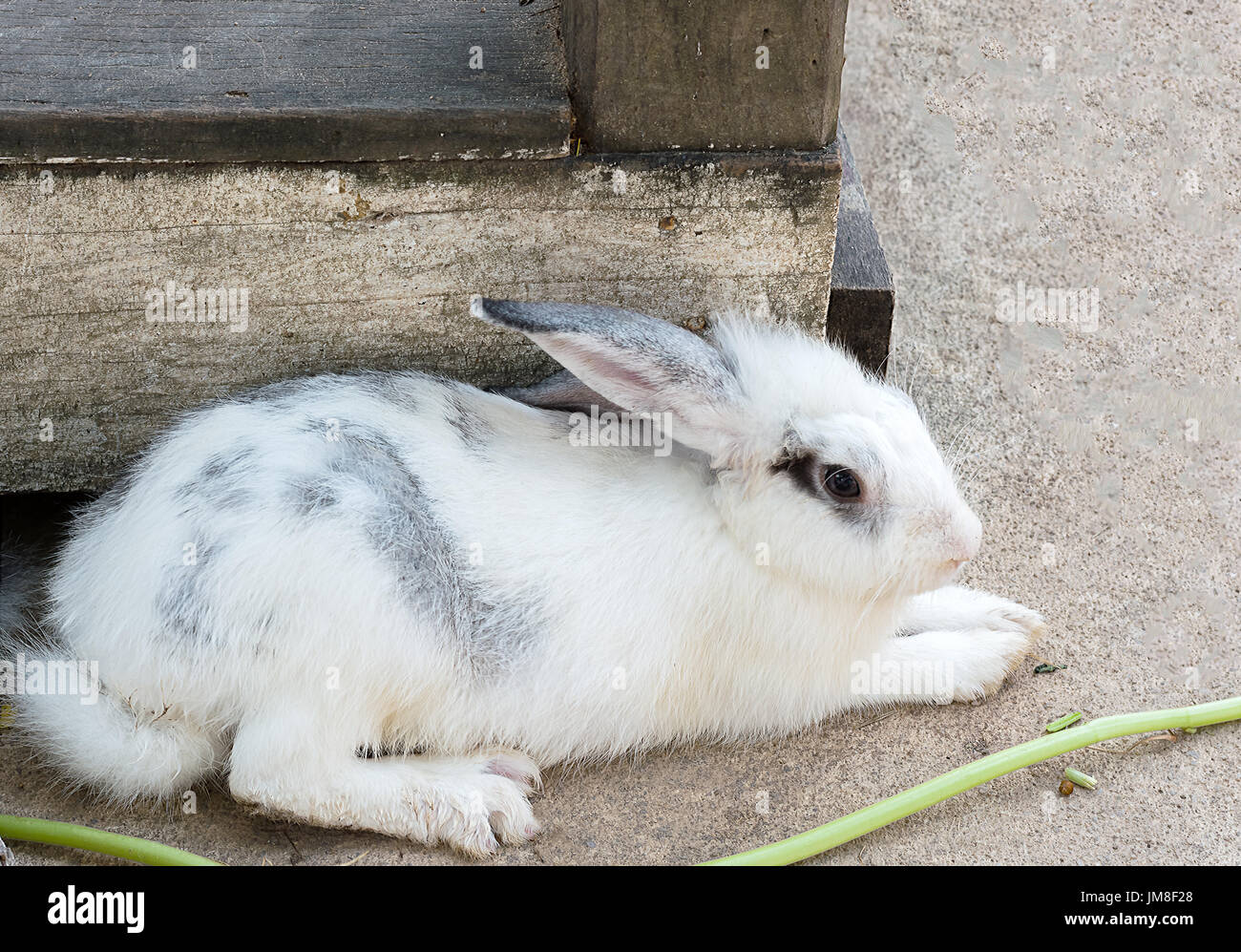 Cute white rabbit sitting and looking forward Stock Photo - Alamy