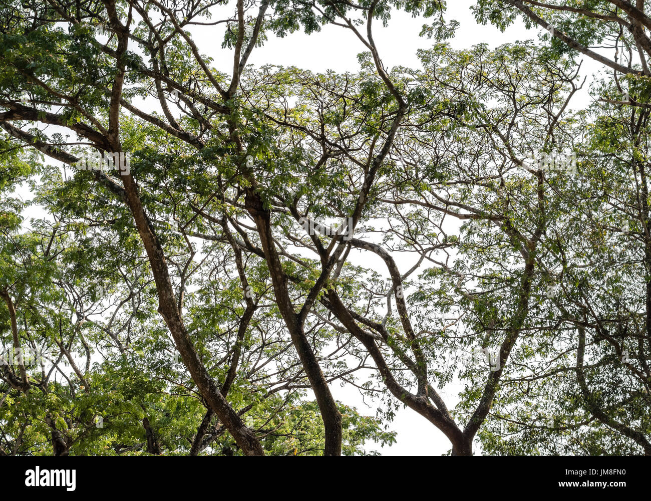 Big tree with branches Stock Photo - Alamy