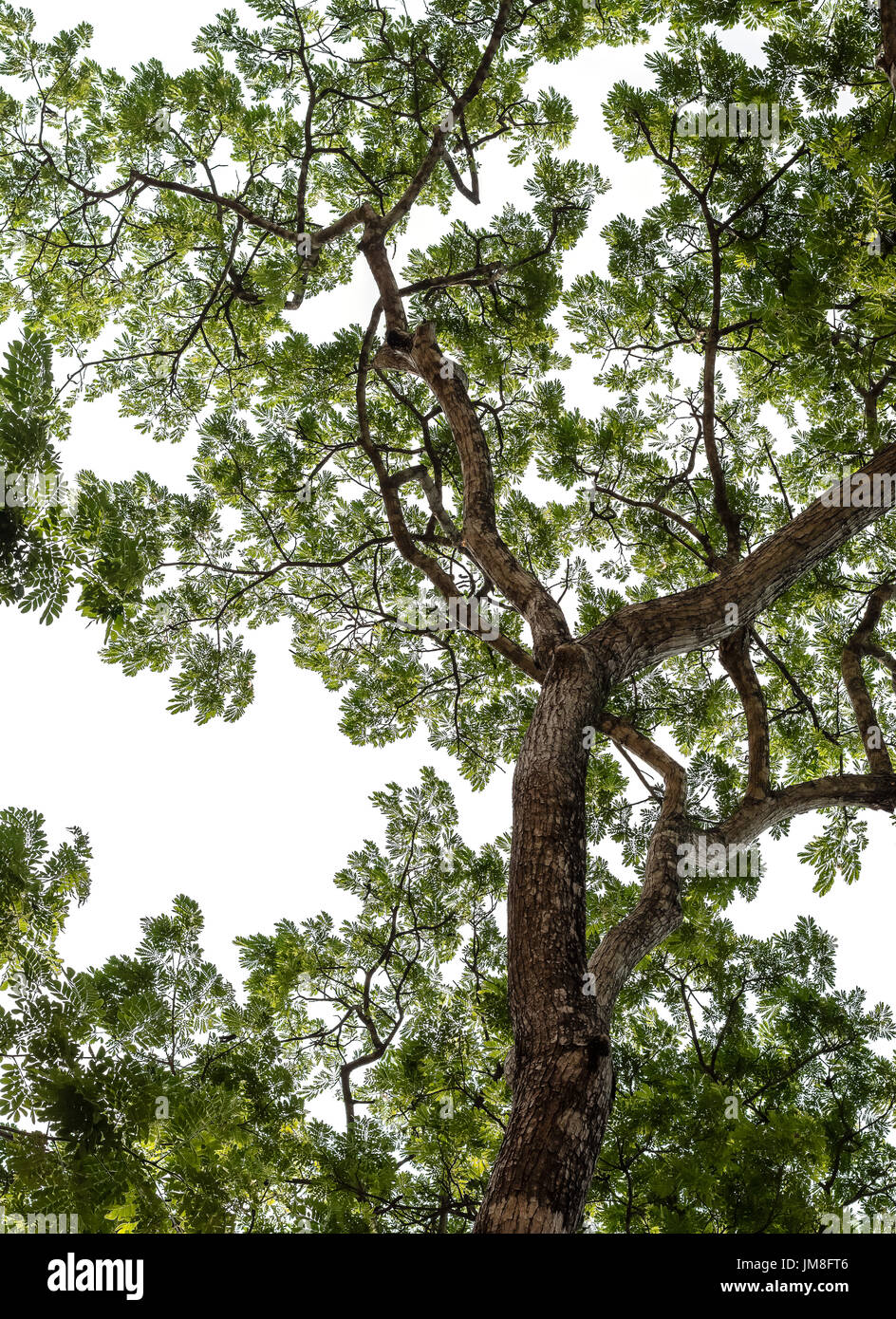Big tree with branches Stock Photo - Alamy