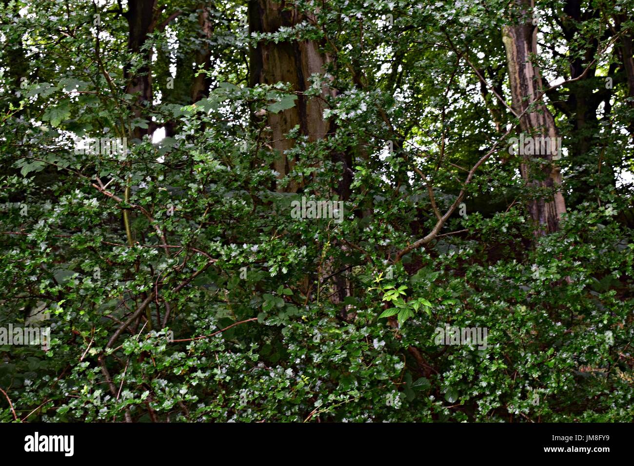 Very old plant pictures hi-res stock photography and images - Alamy