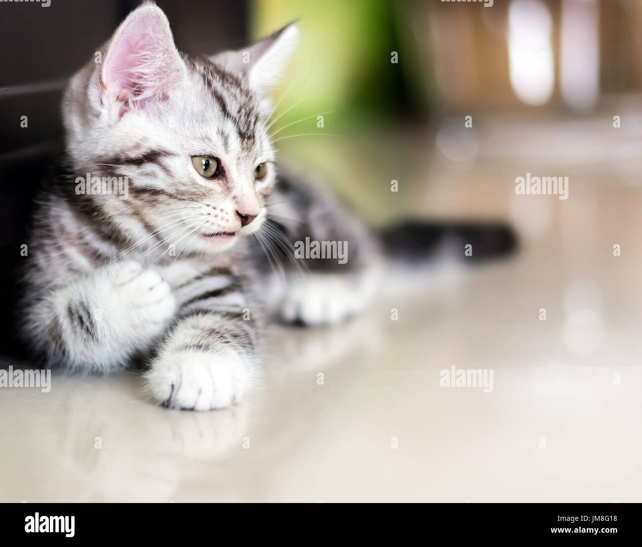 Cute American shorthair cat kitten with copy space Stock Photo - Alamy