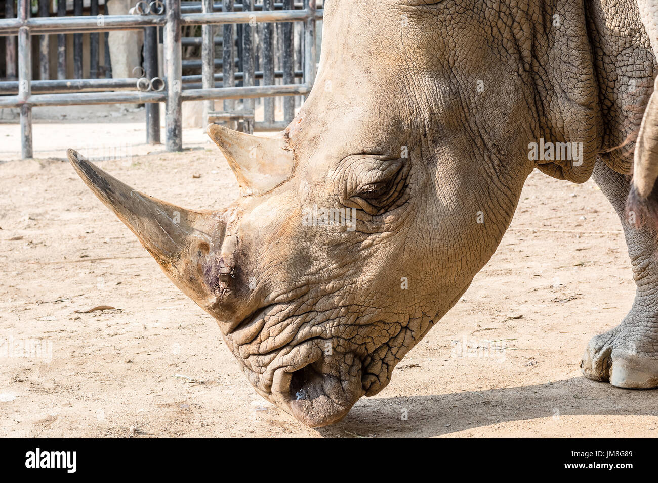 Rhino, Rhinoceros head shot Stock Photo - Alamy