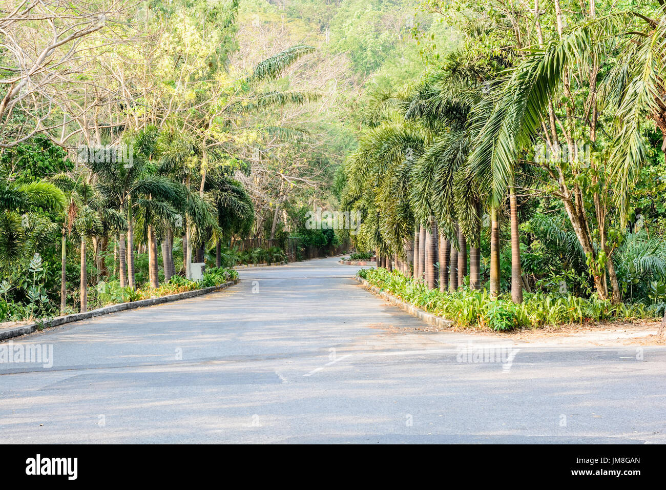 road with trees on both sides Stock Photo - Alamy