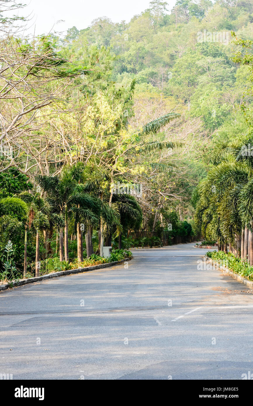 Road with trees at both sides hi-res stock photography and images - Alamy