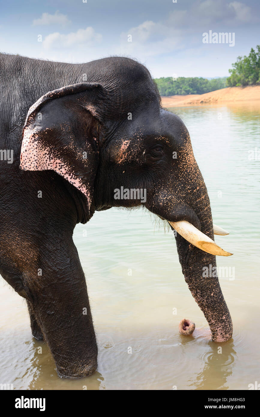 Indian Elephant at Kottoor Kappukadu Elephant Rehabilitation Centre ...