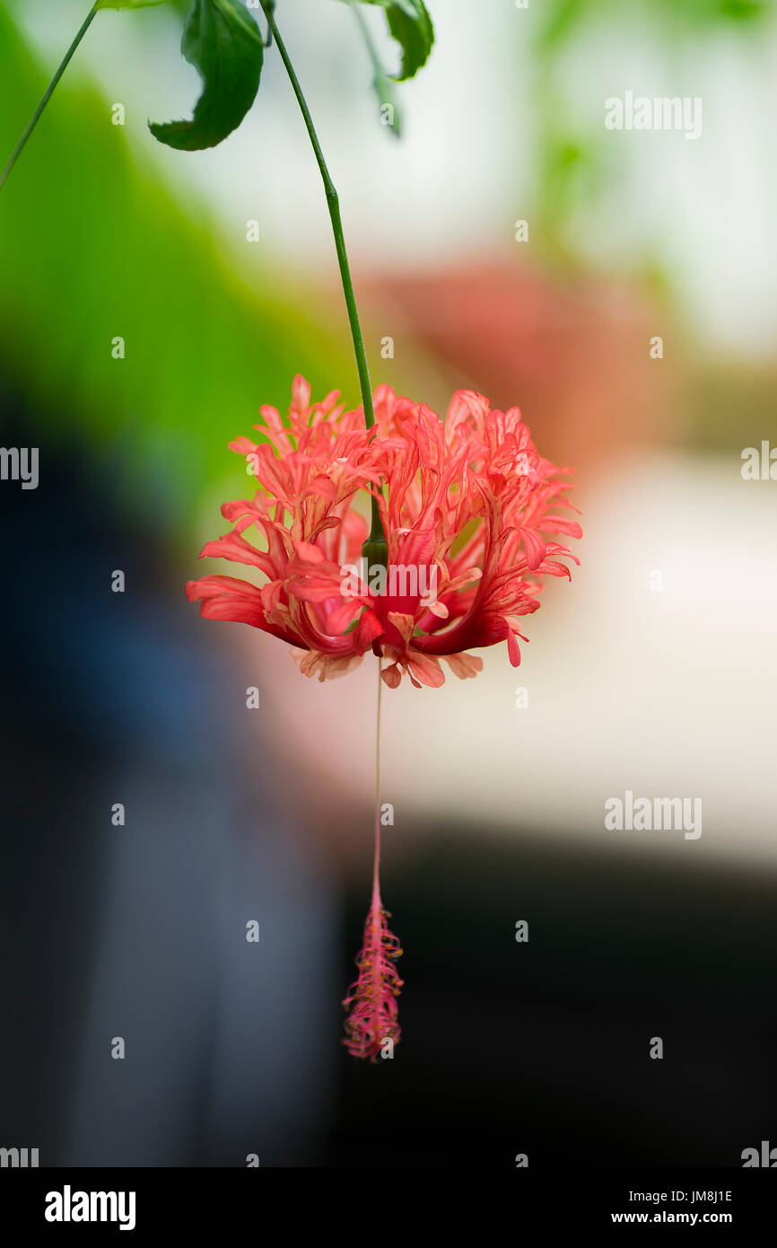 Dangling flower hi-res stock photography and images - Alamy