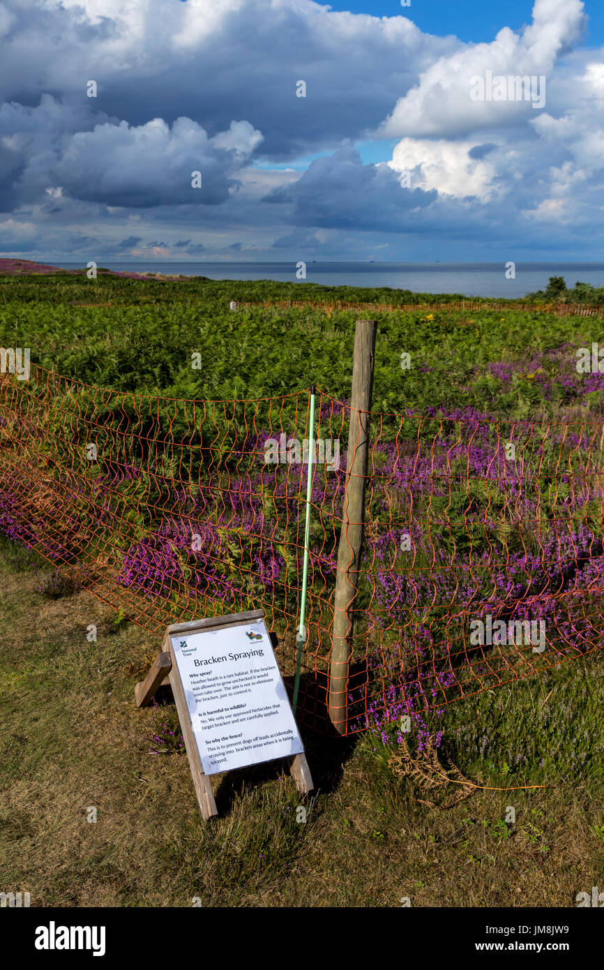 Bracken Thinning on Dunwich Cliffs Stock Photo - Alamy
