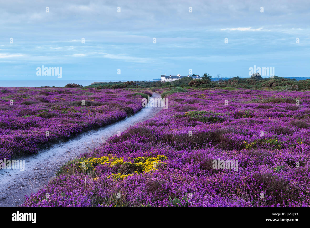 Just Before Sunrise on Dunwich Cliffs with Heather in Bloom and ...