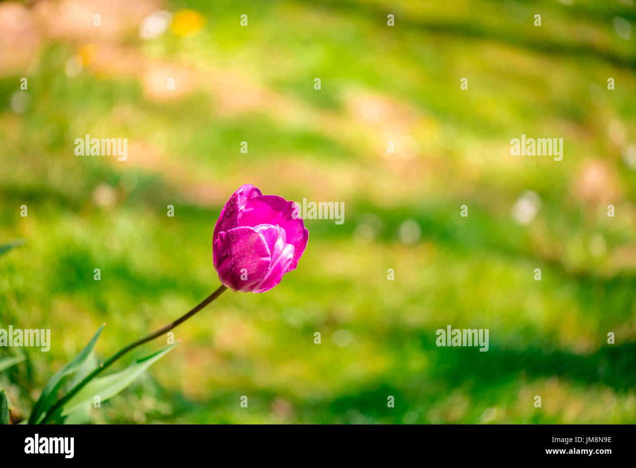 Background of blooming purple tulip with green background at Emirgan ...