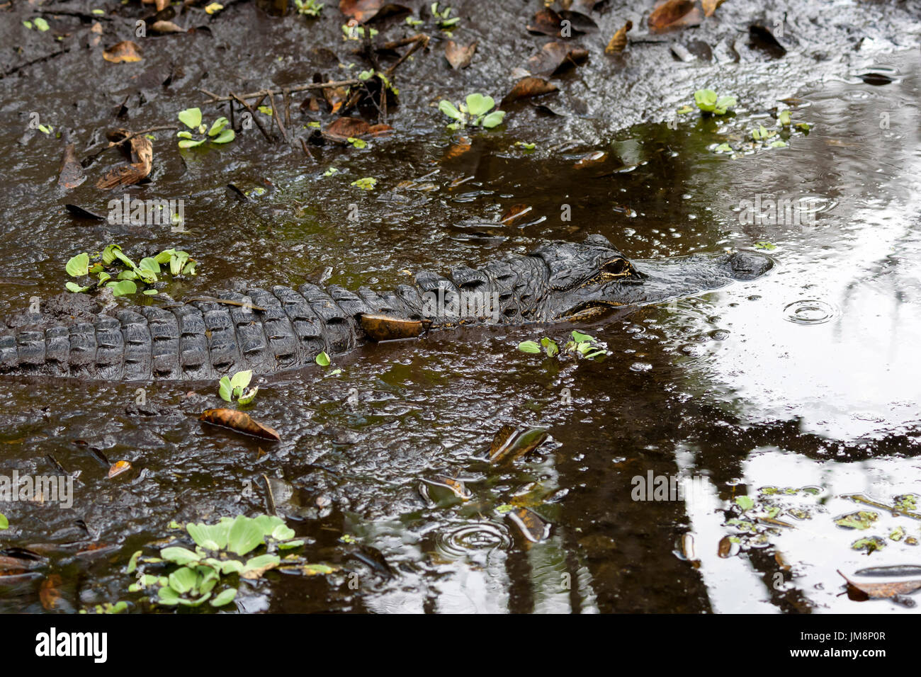 American Alligator (Alligator mississippiensis) in Corkscrew Swamp ...