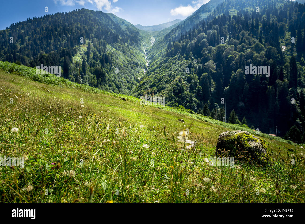 Ayder Plateau, Rize, Turkey.The Ayder Valley lies between Rize and ...