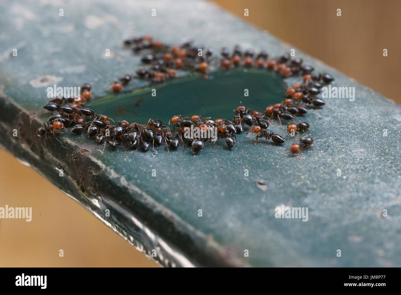 Red Wood Ants (Formica rufa) adult workers drinking on iron substain ...
