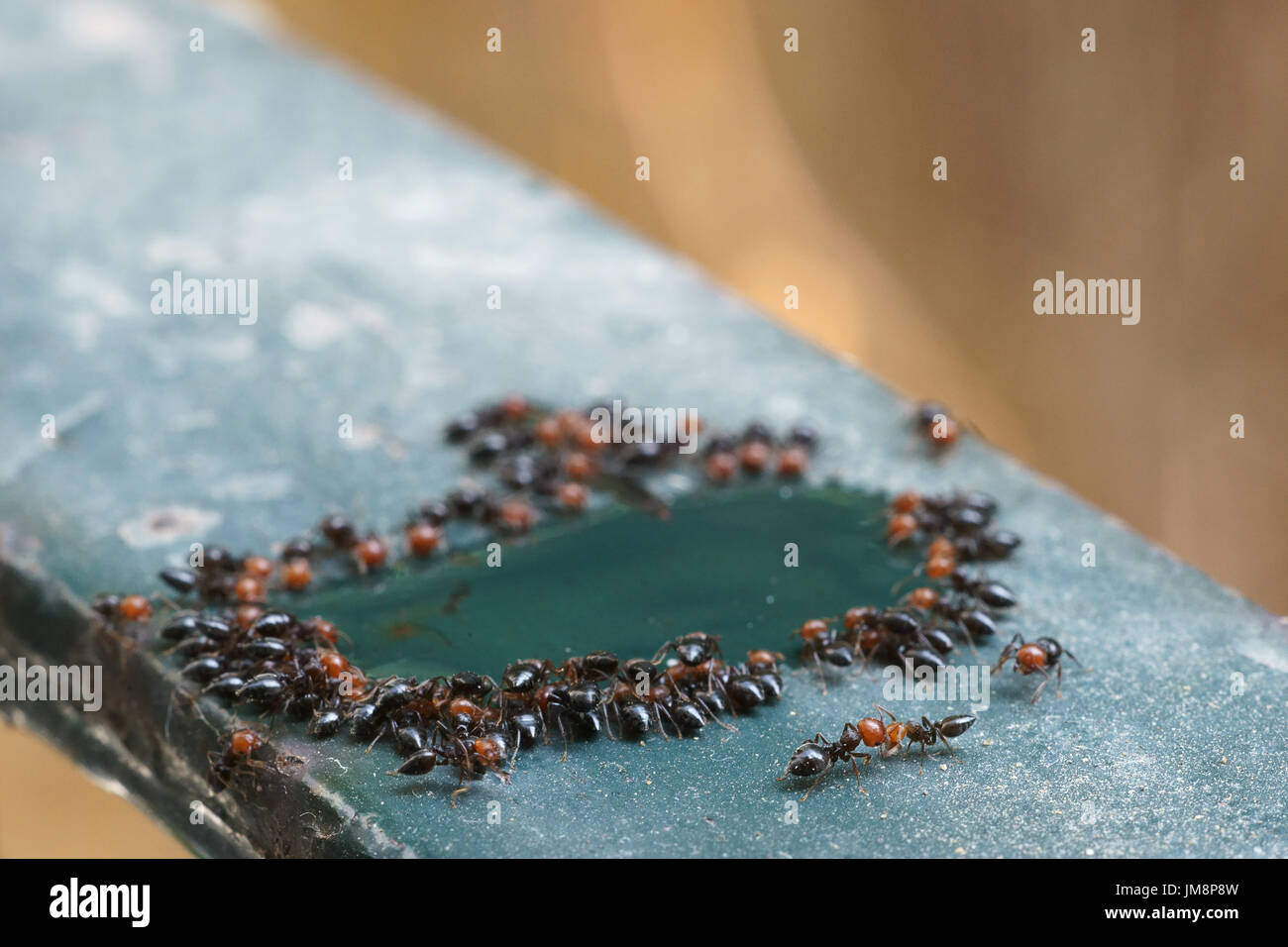 Red Wood Ants (Formica rufa) adult workers drinking on iron substain ...