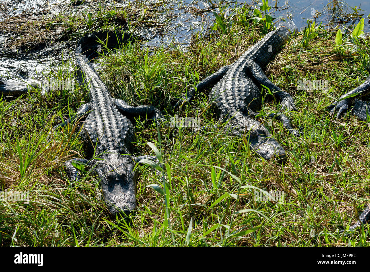 Alligators in the swamp hi-res stock photography and images - Alamy