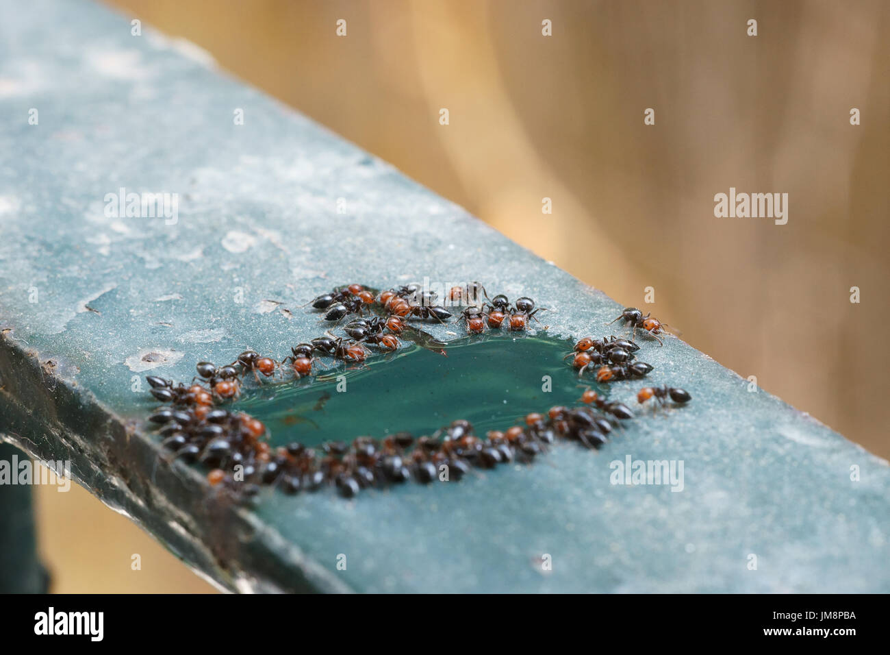 Red Wood Ants (Formica rufa) adult workers drinking on iron substain ...