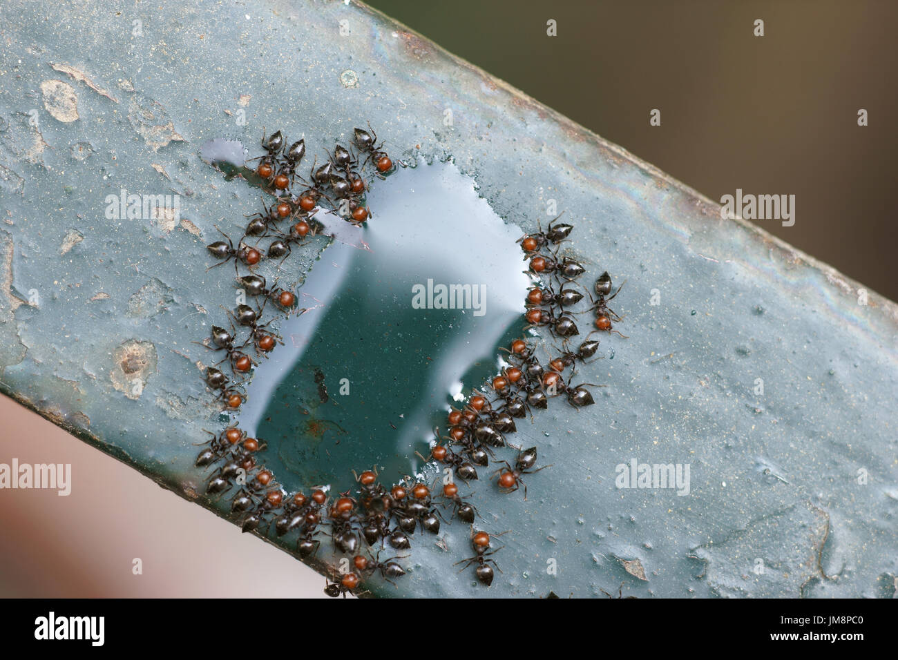 Red Wood Ants (Formica rufa) adult workers drinking on iron substain ...