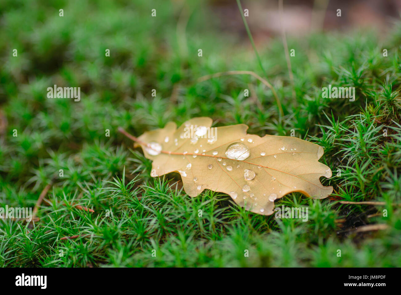 Fallen oak leaf raindrops hi-res stock photography and images - Alamy