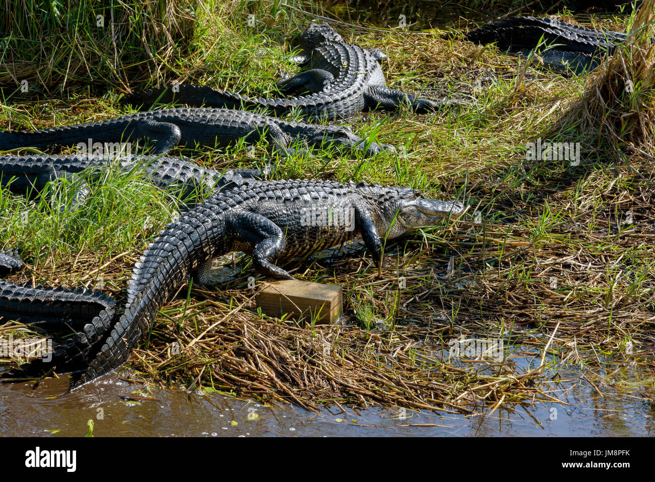 American alligators (Alligator mississippiensis) basking, Anhinga Trail ...