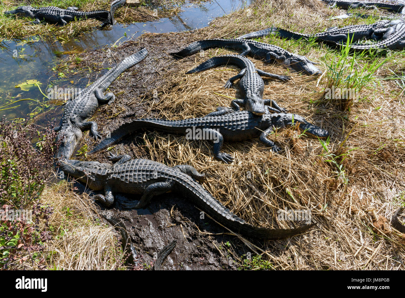 Congregation of alligators hi-res stock photography and images - Alamy