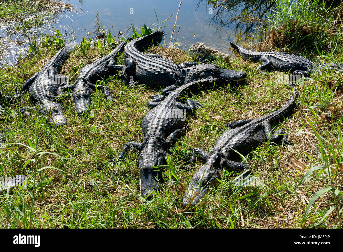 Alligators Group Everglades High Resolution Stock Photography and ...