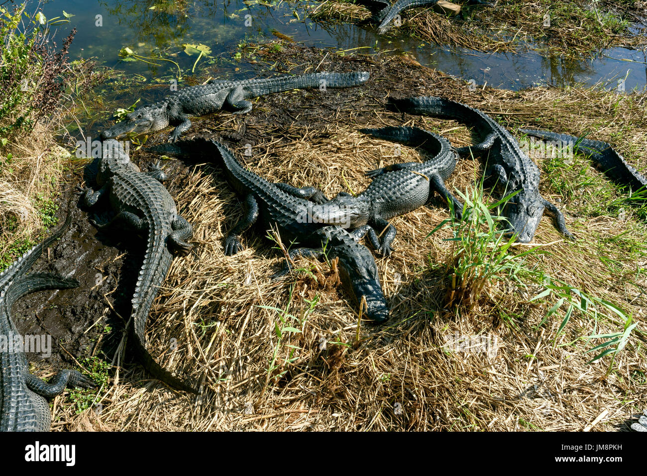American alligators (Alligator mississippiensis) basking, Anhinga Trail ...