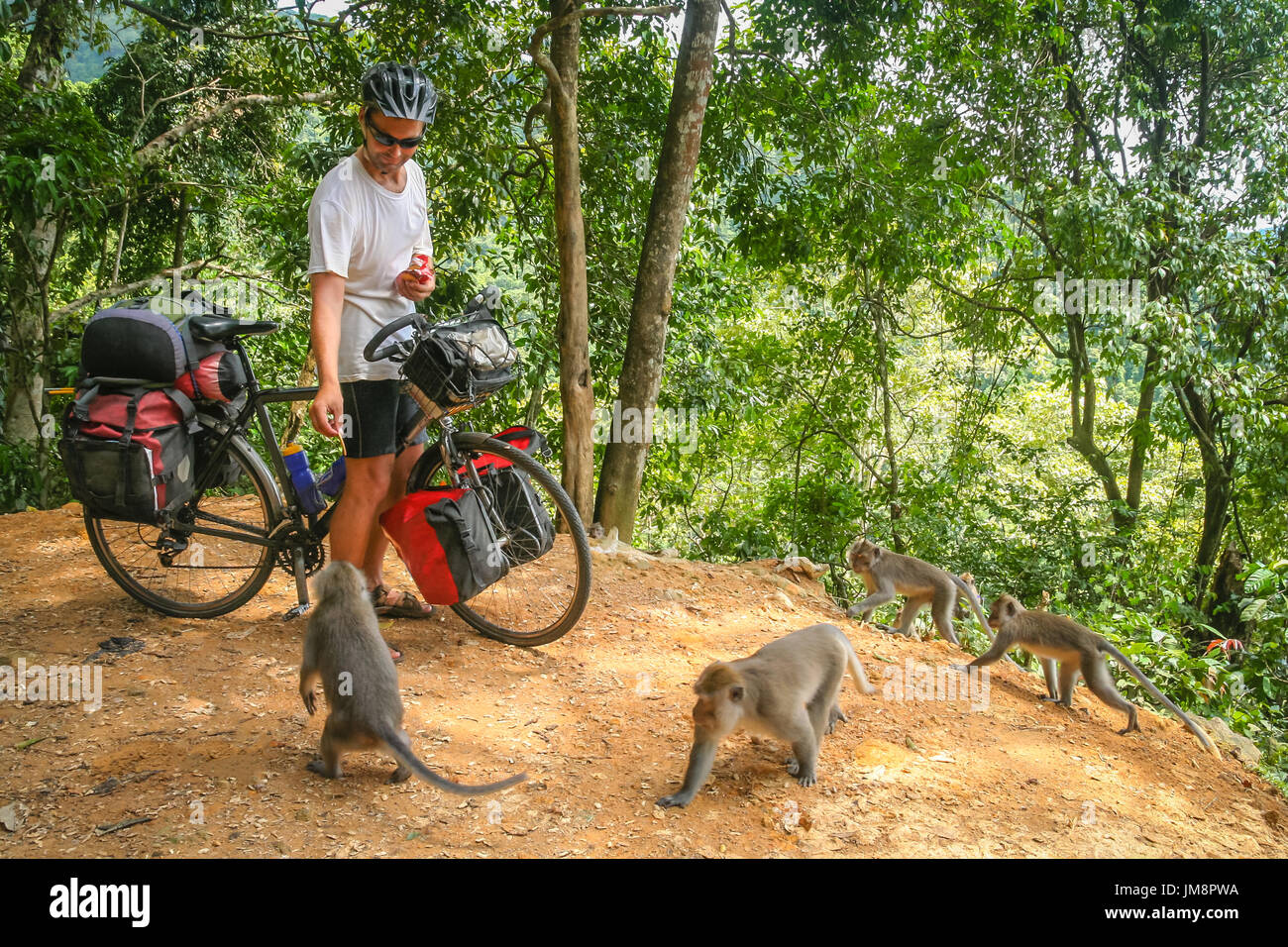 Group of wild monkeys in trees hi-res stock photography and images - Alamy