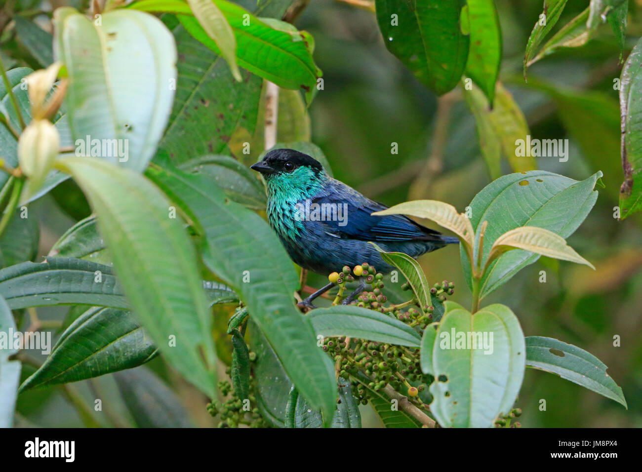 Beryl-spangled Tanager perched in the cloud forest in Ecuador Stock ...