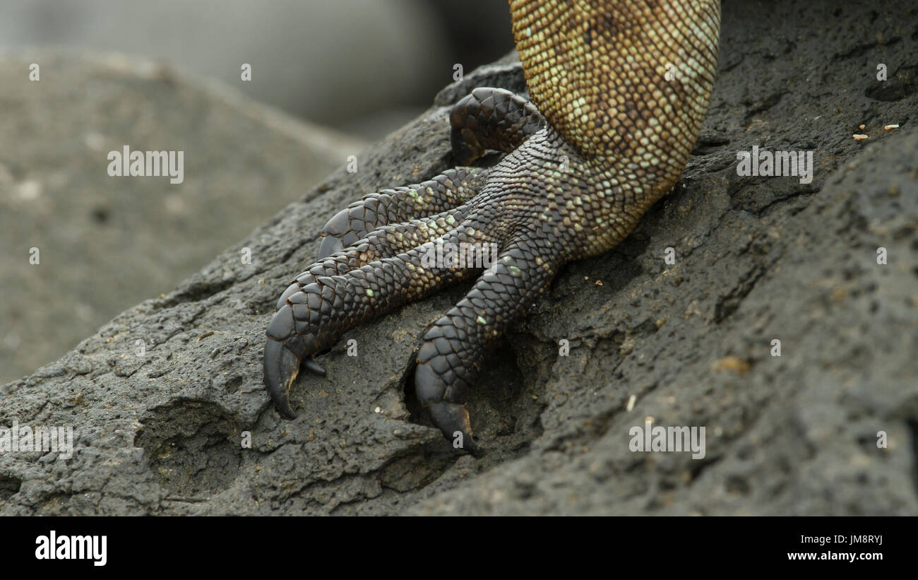 Detail of Marine Iguana leg in the Galápagos Islands Stock Photo - Alamy