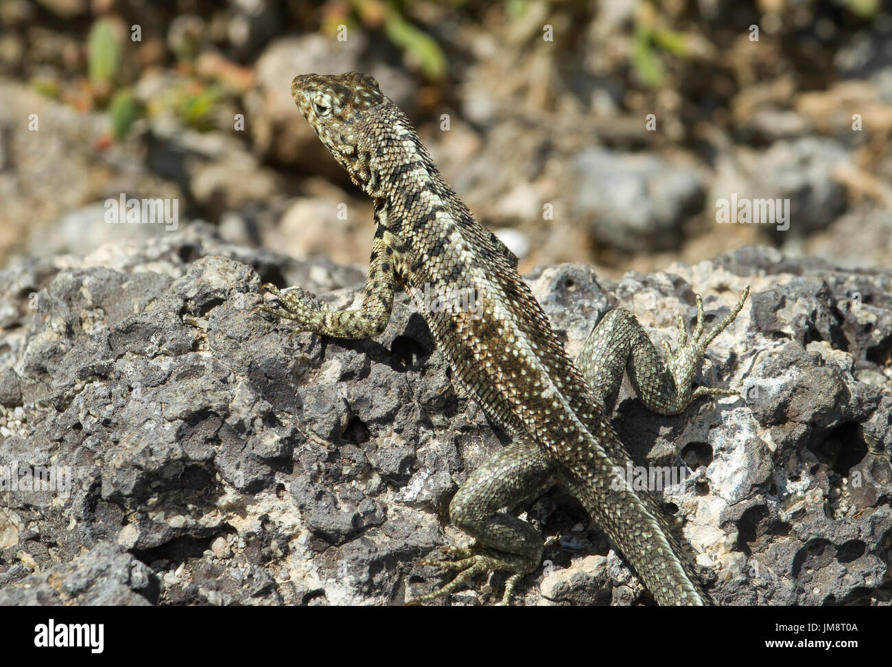 Lizard in the Galápagos Islands Stock Photo - Alamy