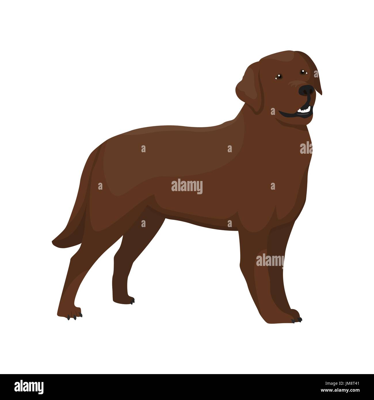 Vector illustration of Labrador Stock Vector Image & Art - Alamy