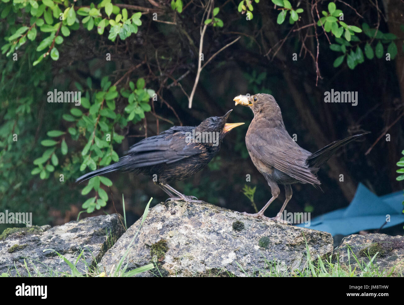 Thrushes of europe hi-res stock photography and images - Alamy
