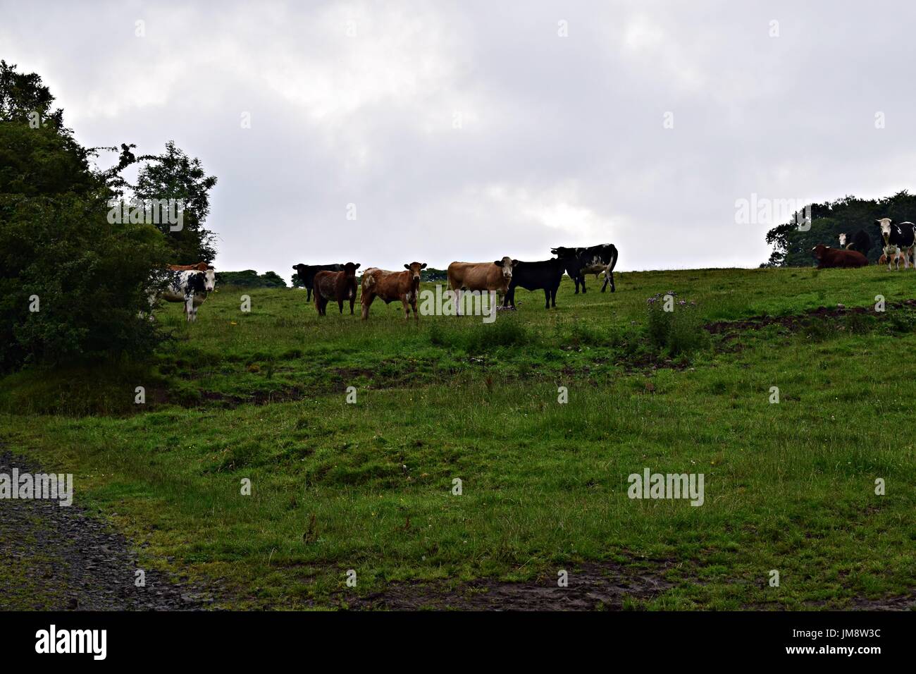 cow in a field Stock Photo - Alamy