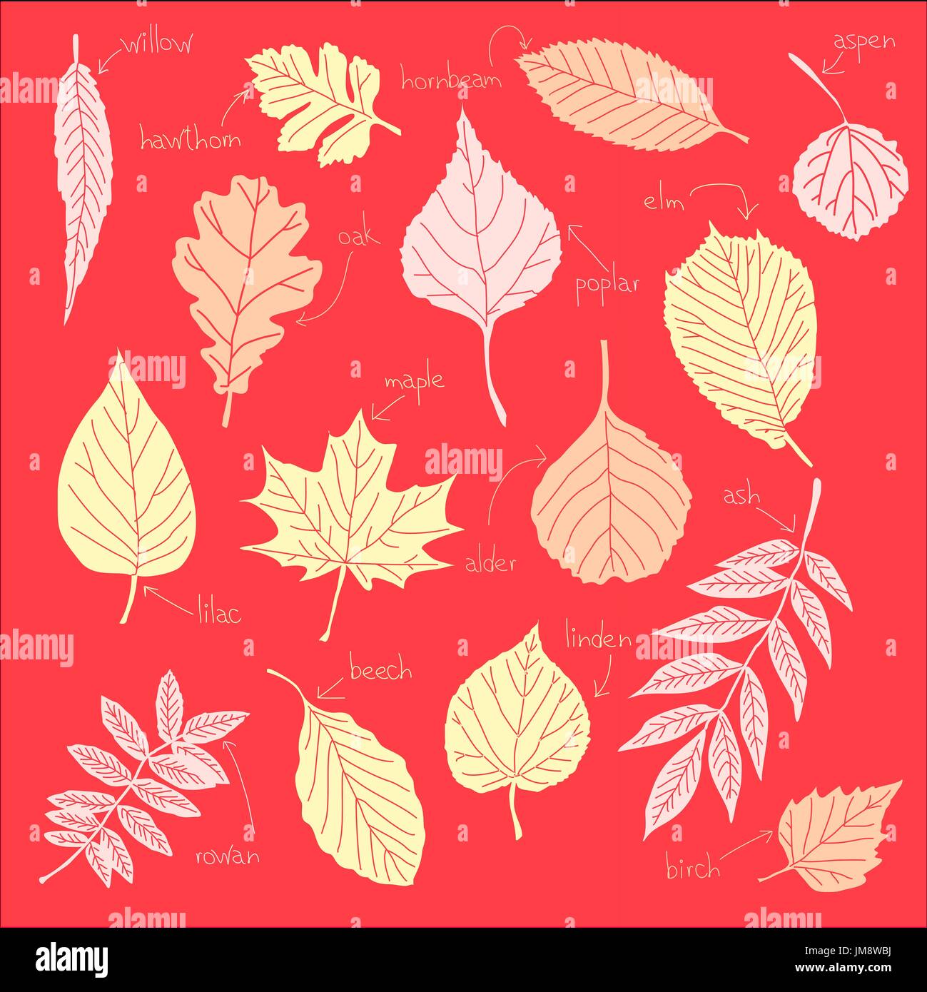 vector set of leaves from trees listennig Stock Vector Image & Art - Alamy