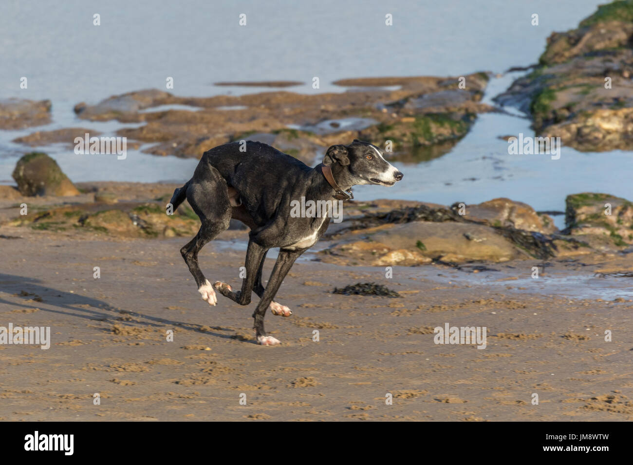 Greyhound exercise hi-res stock photography and images - Alamy