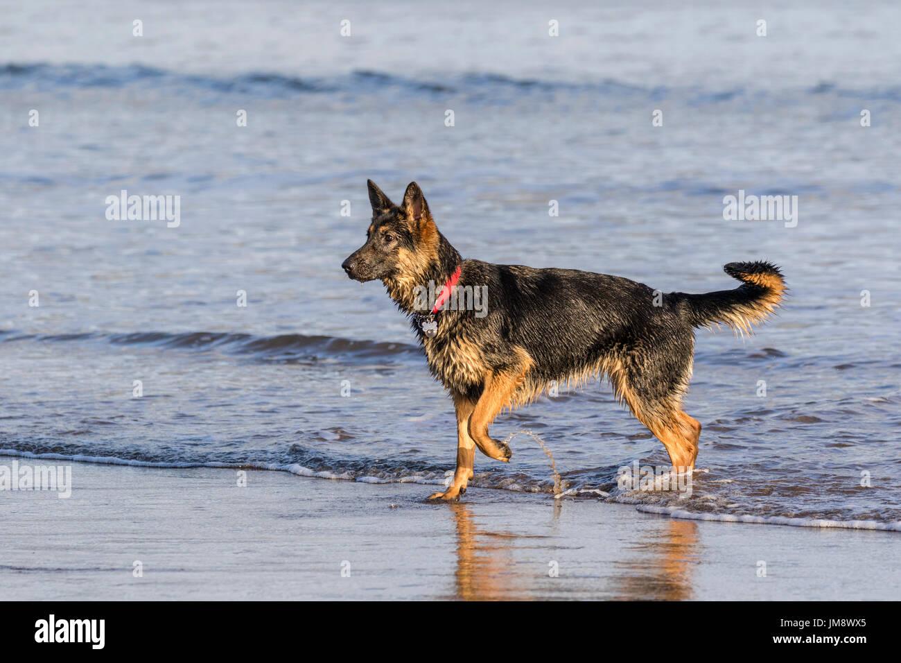 German shepherd at the beach hi-res stock photography and images - Alamy