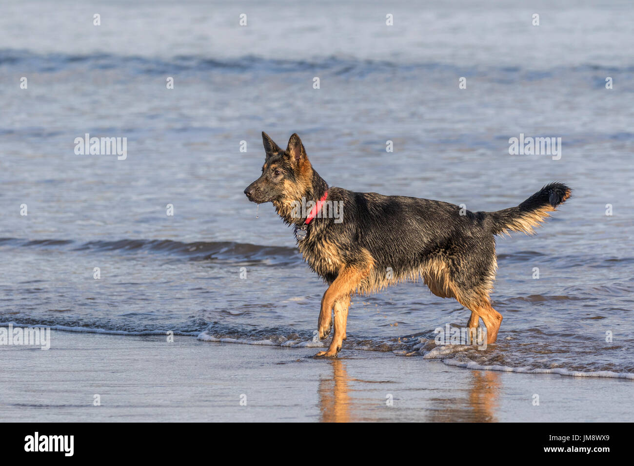 German Shepherd dog on beach Stock Photo - Alamy