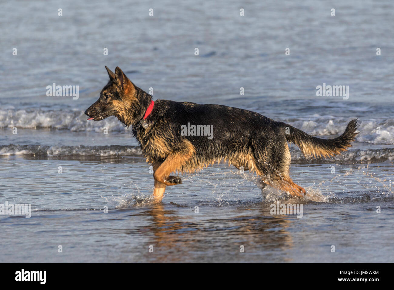 German Shepherd dog on beach Stock Photo - Alamy