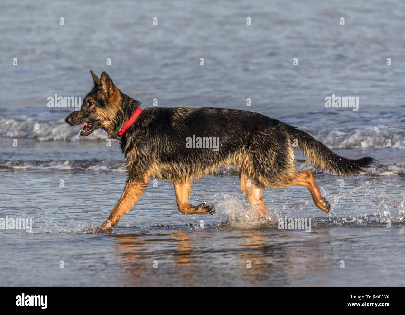 Shepherd dog at beach hi-res stock photography and images - Alamy