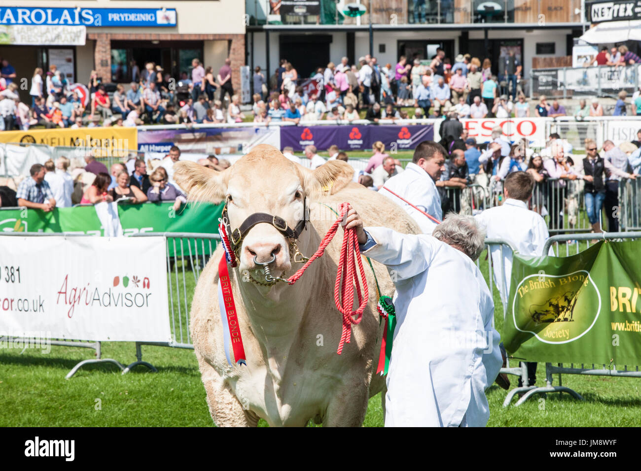 Bull agriculture builth wells hi-res stock photography and images - Alamy