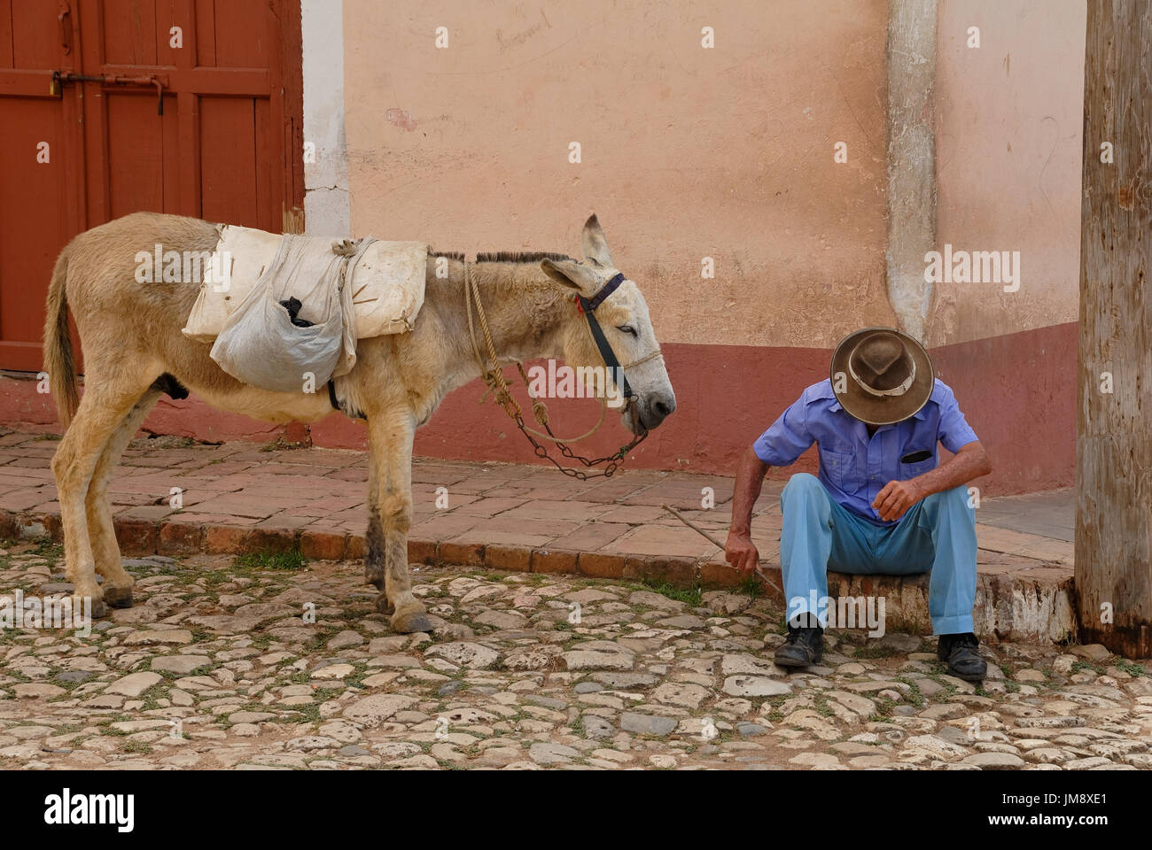 Sitting donkey hi-res stock photography and images - Alamy