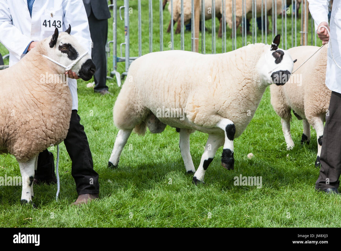 Prize winning sheep hi-res stock photography and images - Alamy