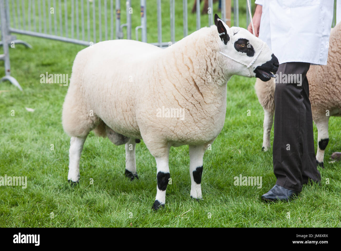Sheep royal welsh show builth hi-res stock photography and images - Alamy