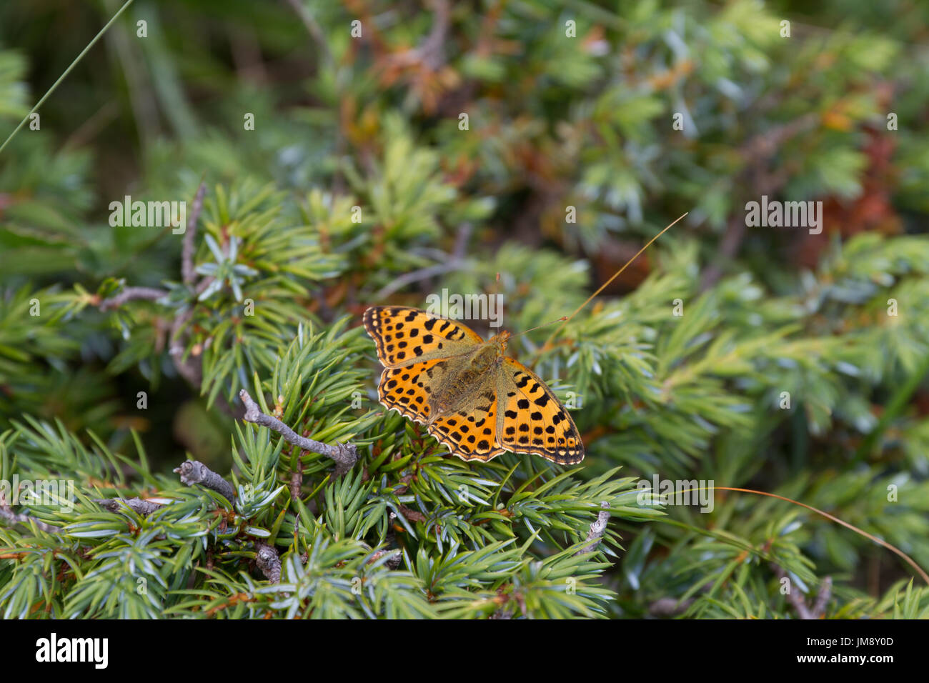 Fritillay butterfly italy hi-res stock photography and images - Alamy