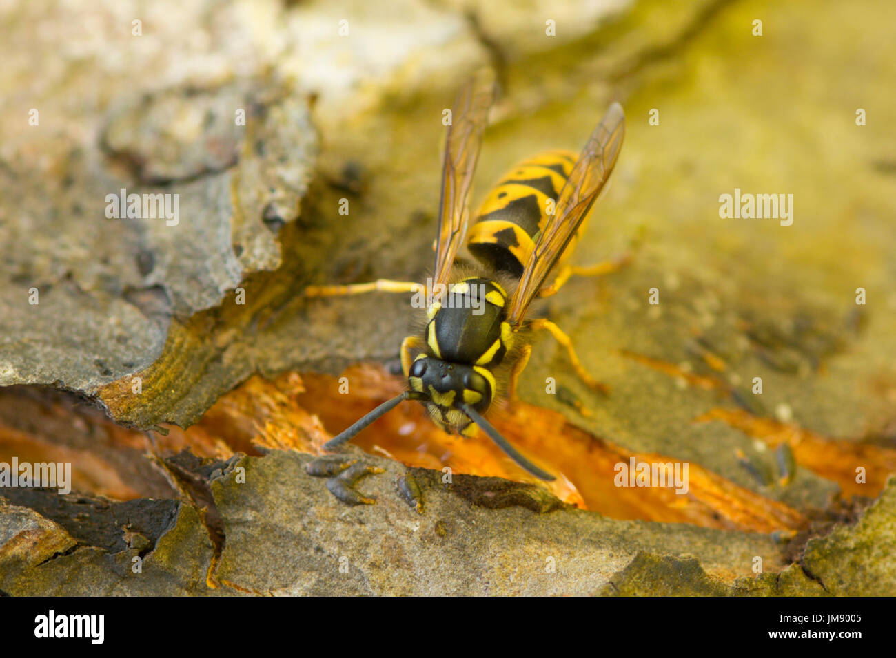 Common wasp, Vespula vulgaris. drinking sap from split bark on apple ...