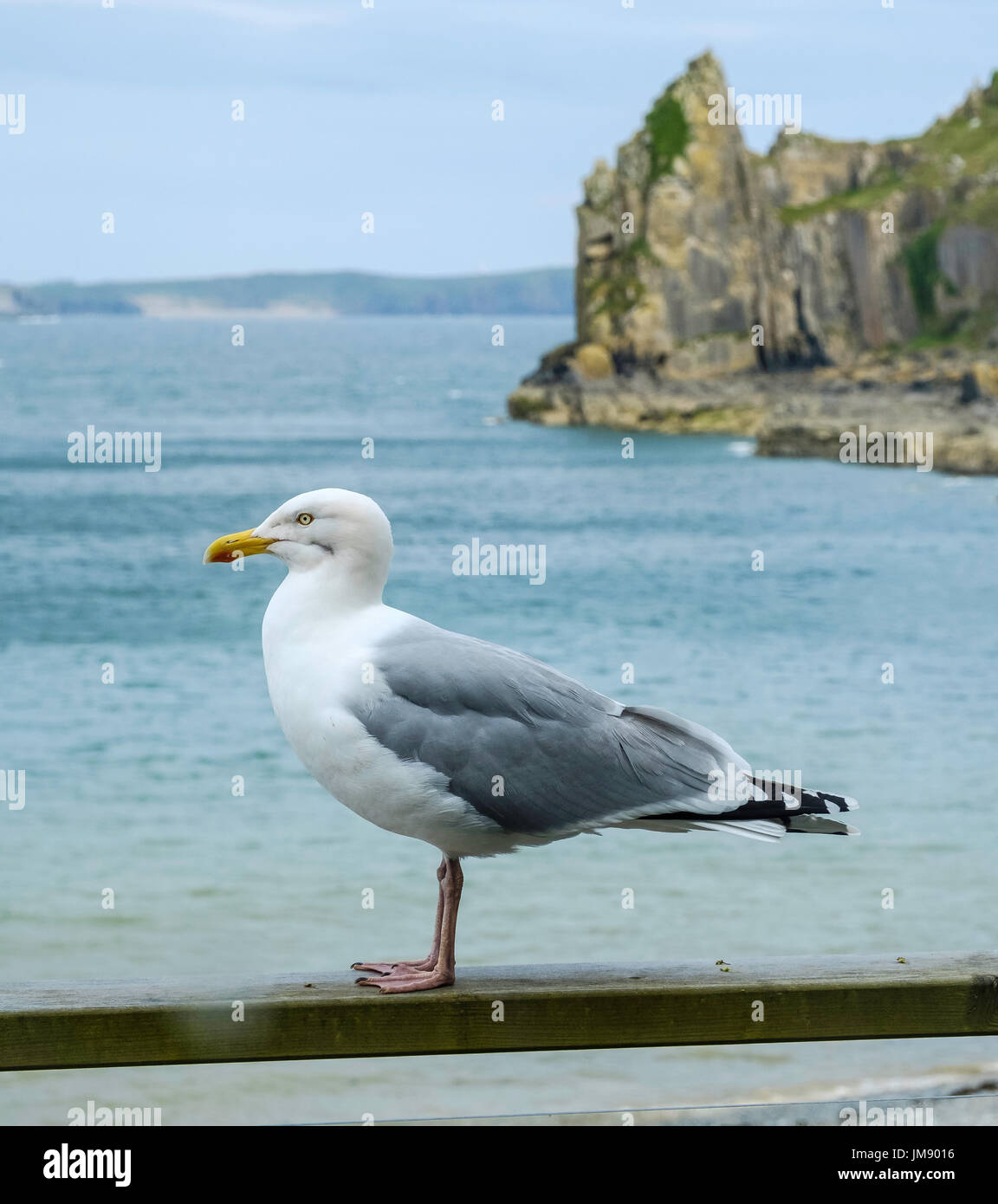 Seagull at Lydstep Haven,Pembrokeshire, Wales UK Stock Photo - Alamy