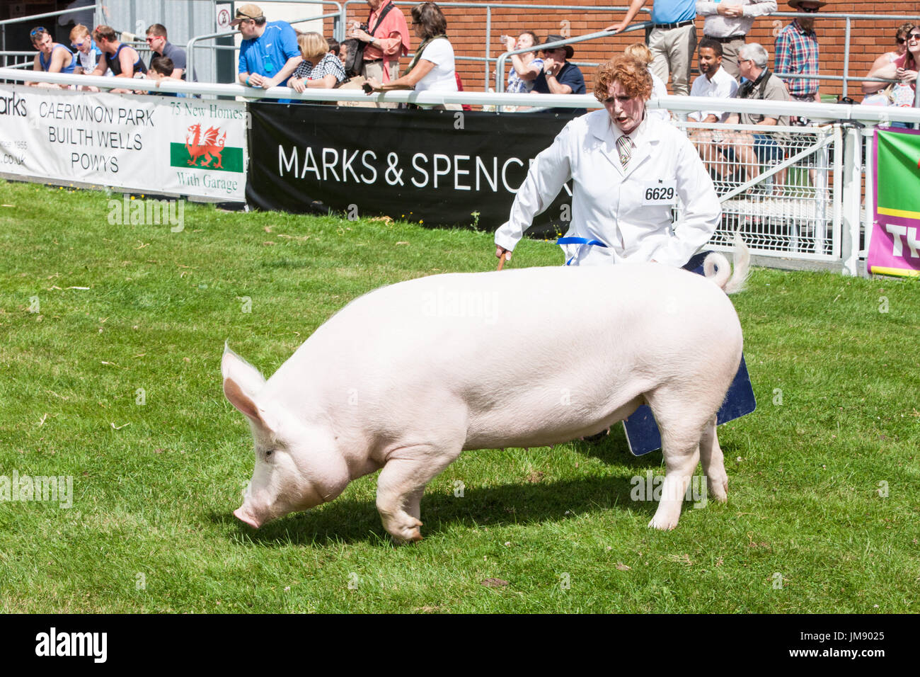 Prize winning pig hi-res stock photography and images - Alamy