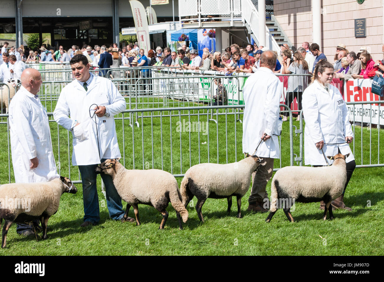 Royal welsh show sheep hi-res stock photography and images - Alamy